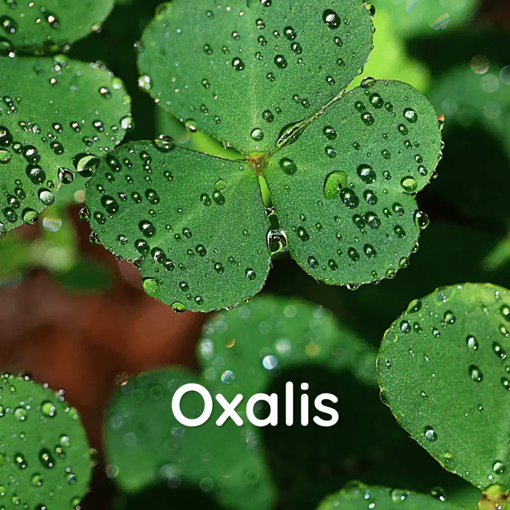 Common Georgia Weeds | Atlanta Lawn Care | Simply Green