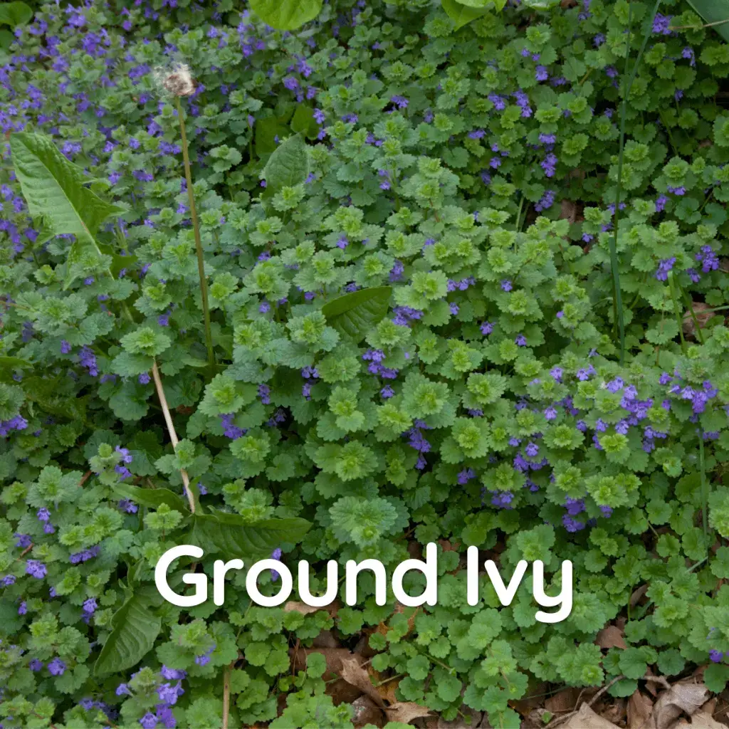 Common Georgia Weeds | Atlanta Lawn Care | Simply Green