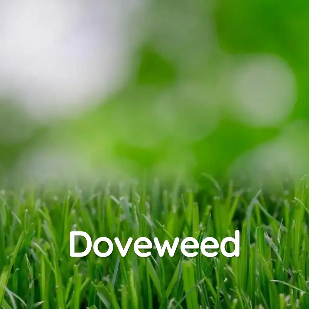 Common Georgia Weeds | Atlanta Lawn Care | Simply Green