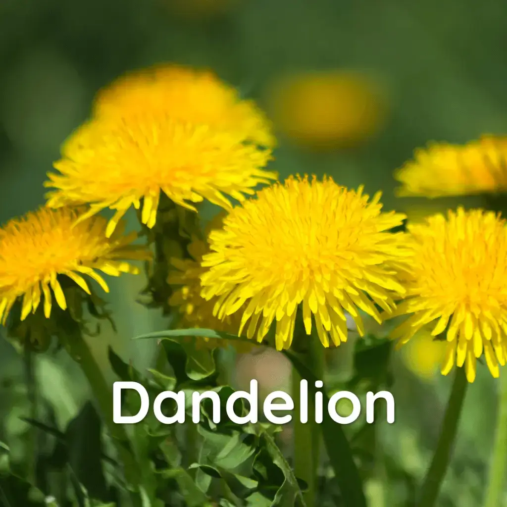 Common Georgia Weeds | Atlanta Lawn Care | Simply Green