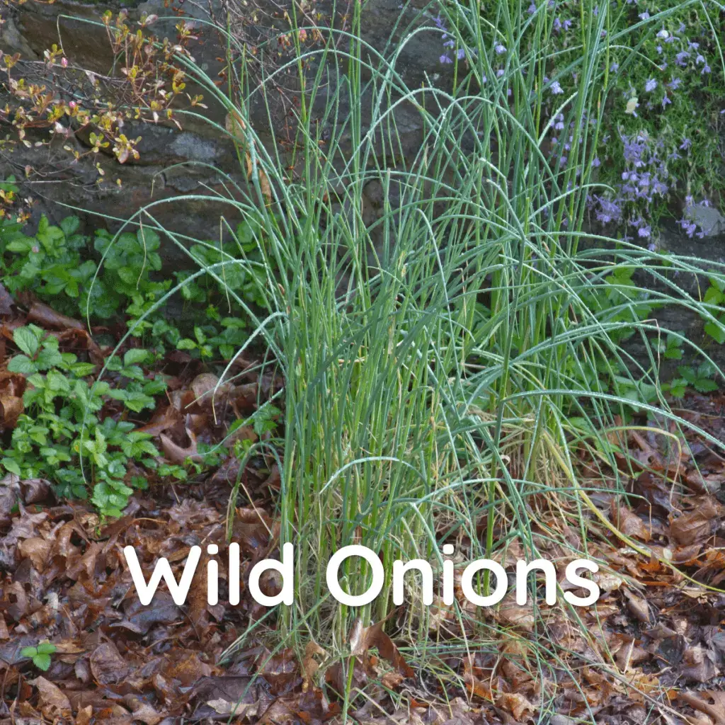 Common Georgia Weeds | Atlanta Lawn Care | Simply Green